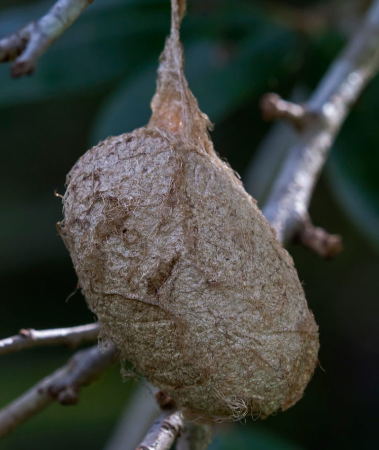 Locating and Identifying Cocoons | Vermont Atlas of Life