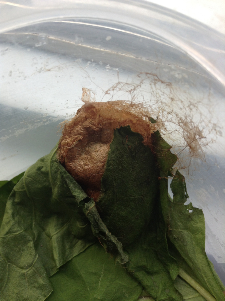 Locating and Identifying Cocoons | Vermont Atlas of Life