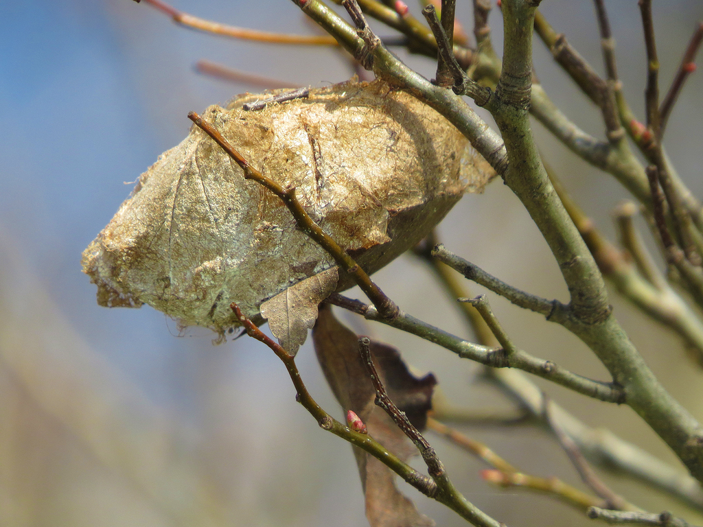 Giant Silkmoth Cocoon Sightings | Vermont Atlas of Life