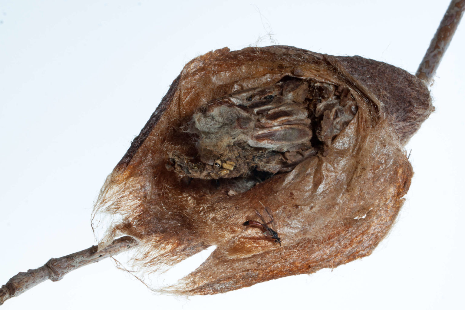 Still Time to Contribute to the Vermont Giant Silk Moth Cocoon Watch ...