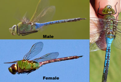 darner identity | Vermont Atlas of Life
