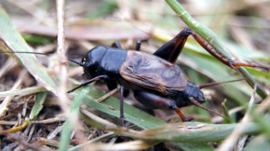 Fall Field Cricket | Vermont Atlas of Life