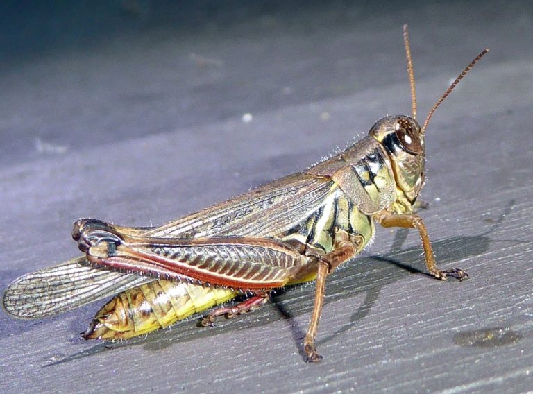 Red-legged Grasshopper | Vermont Atlas of Life