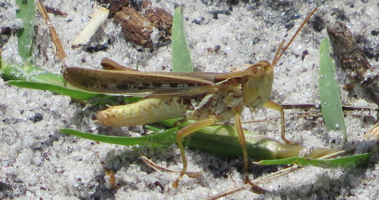 Spotted-winged Grasshopper | Vermont Atlas of Life