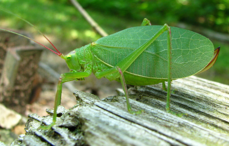 Common True Katydid | Vermont Atlas of Life