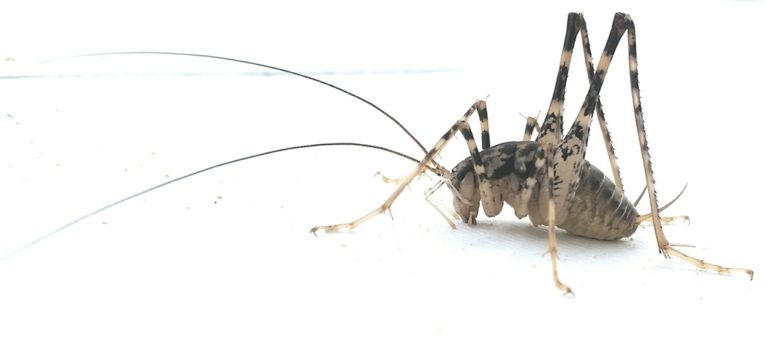 Japanese Camel Cricket | Vermont Atlas of Life