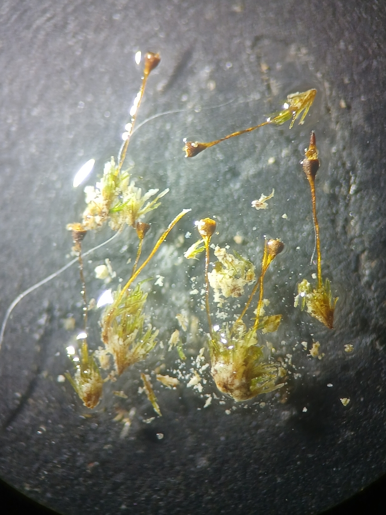 New Moss Species Discovered in Vermont | Vermont Atlas of Life