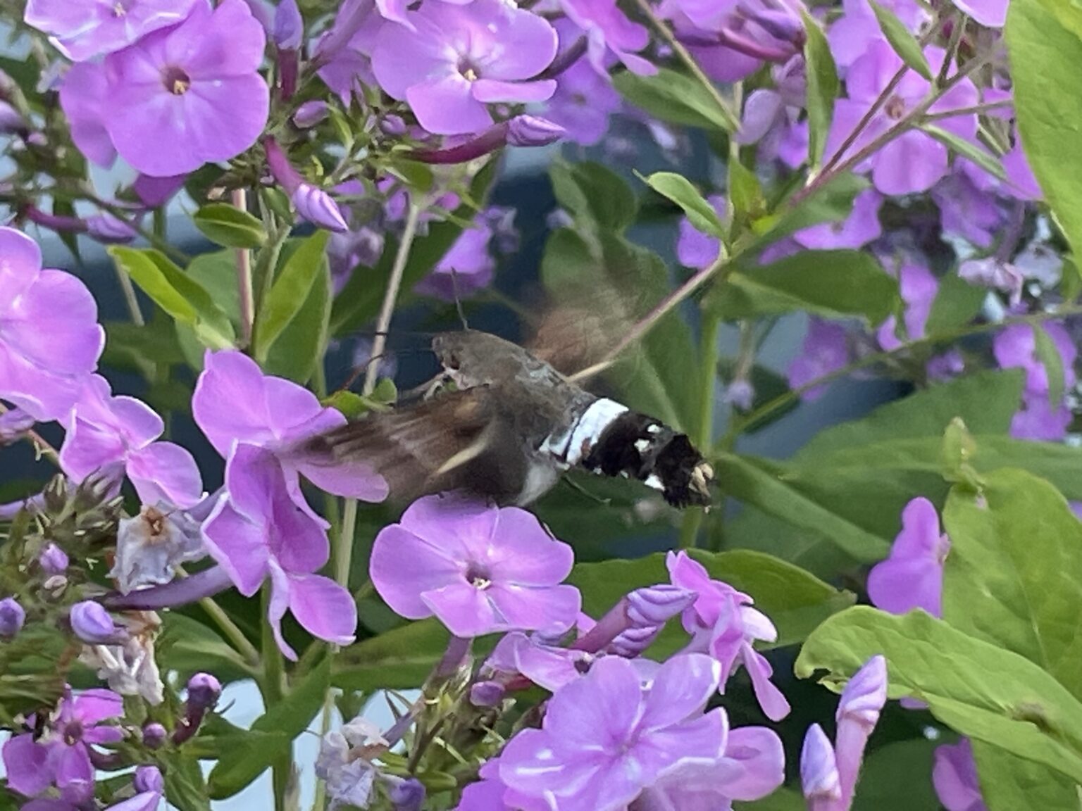 Dozens of New Moth Species Found in Vermont During Past Two Years ...